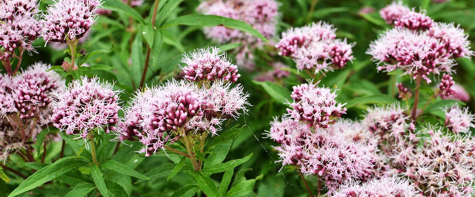 A.Vogel Rustgevende druppels Valeriaan | Druppels 50 ml | avogel.nl