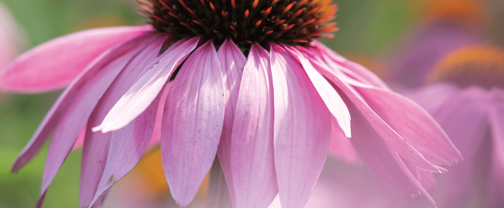 A.Vogel Echinaforce tabletten sterk | 30 stuks | avogel.nl